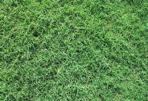 Sod Grass For Sale And Delivery In Mississippi St Augustine Zoysia
