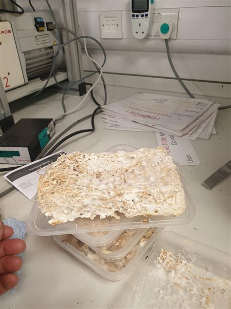 Growing Mycelium Materials At Home 6 Steps Instructables