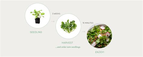 Lettuce Growing Cycle At Alice Pace Blog