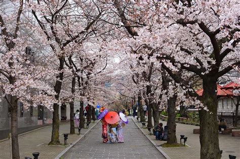 Sakura Forecast Heres Where And When To See The Cherry Blossoms In
