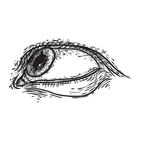 590 Pupilla Dellocchio Illustrazioni Stock Grafiche Vettoriali