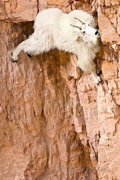 Thats One Badass Goat