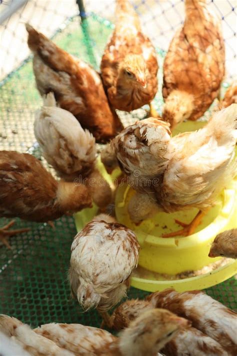 Cute Small Chick Stock Image Image Of Meat Agriculture