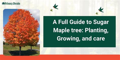 Sugar Maple Tree Urban Trees Sugar Maple Youtube