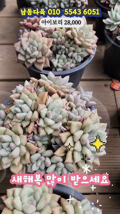 새해복 많이 받으세요 남동다육 이쁜아가들 착하게 데려가세요 다육스토리 Youtube