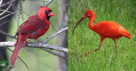 Red Birds 8 Of The Most Iconic And Science Behind Their Color Learn
