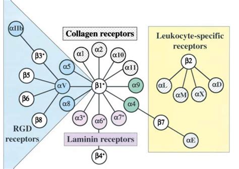 Topic 9 Cell Junctions And Cell Adhesions Bs2004 Molecular And