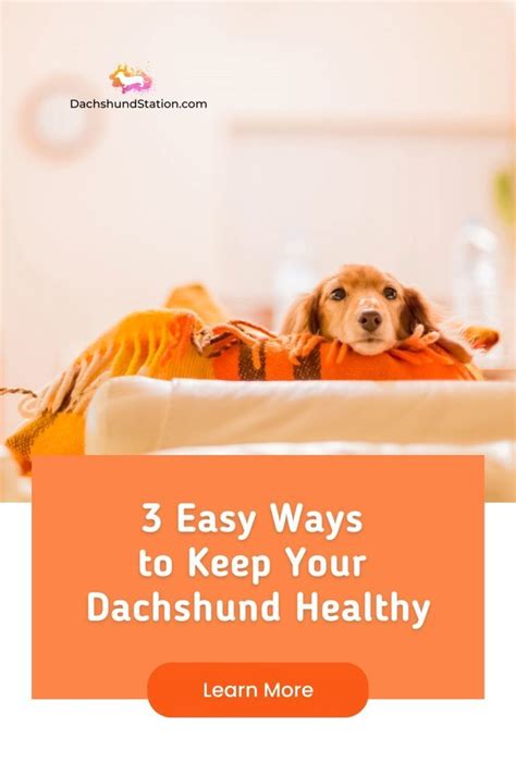 5 Easy Ways To Keep Your Dachshund Busy Artofit