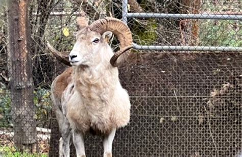 Montana Man Sentenced To 6 Months In Prison For Smuggling Cloning And