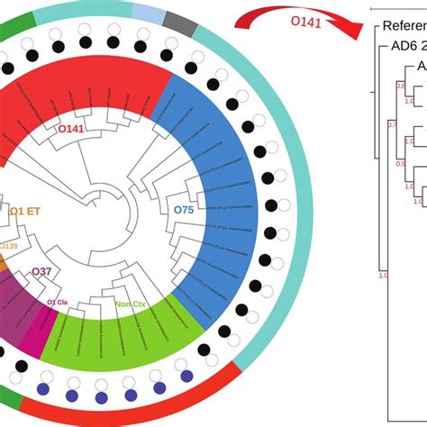 Maximum Likelihood Phylogenetic Tree For Vibrio Cholerae O In A Download Scientific Diagram