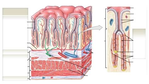 Stomach Lining Diagram Quizlet