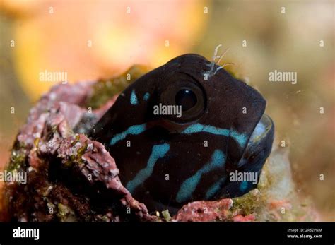 Yellowtail Blenny Ecsenius Namiyei In Hole Nudi Falls Dive Site Lembeh Straits Sulawesi