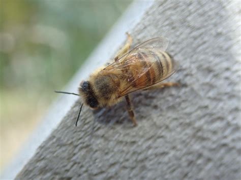 Hymenoptera Families Flashcards Quizlet