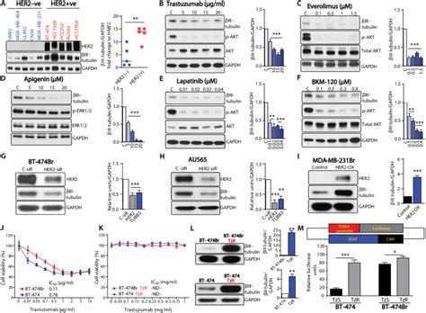 Her2 Signaling Regulates Tubb3 Expression A Western Blot Analysis Of