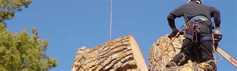 TREEACTION Auckland New Zealand Tree Removal Tree Pruning Hedge Trimming Stump Grinding Tree