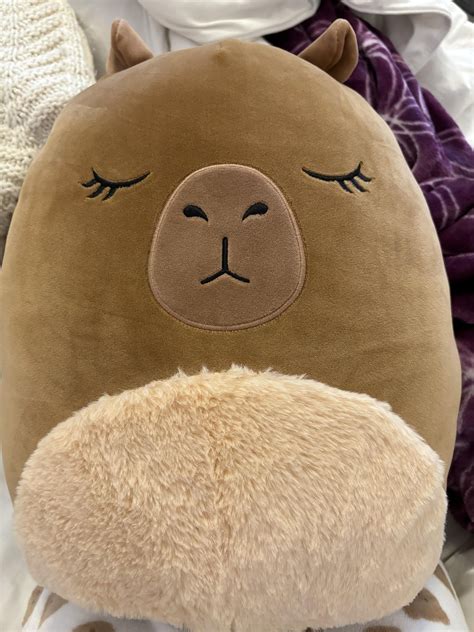 Got My Capybara Squishmallow Couldnt Be Happier Rsquishmallow