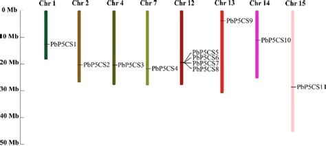 Chromosomal Distribution Of Pbp5cs Genes Chromosomal Mapping Was Based