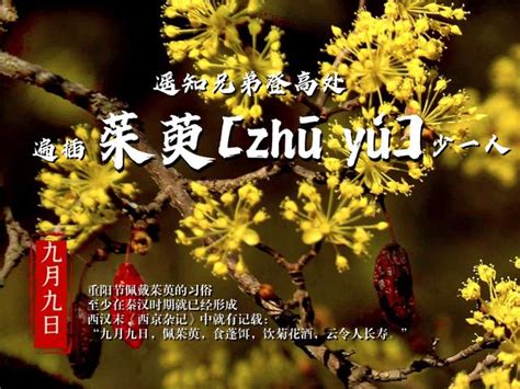 重陽節，為何要「遍插茱萸」？ 每日頭條