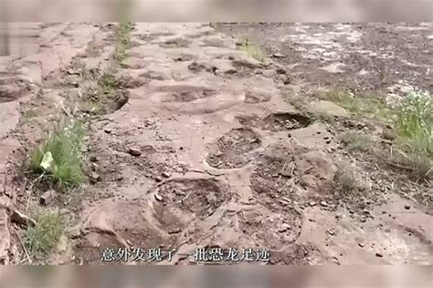 迅猛龙千万年前的秘密，科学家挖开一处古迹，看到的场景极为震撼
