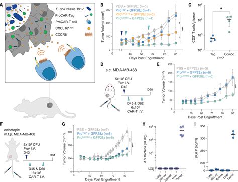Probiotic Guided Car T Cells For Solid Tumor Targeting 57 Off