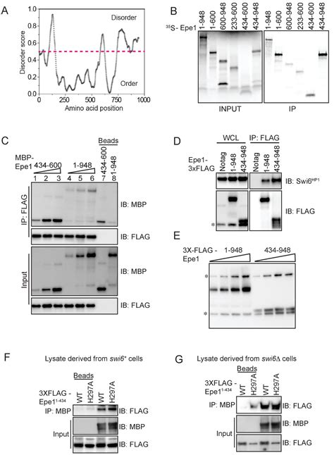 Figures And Data In An H3k9 Methylation Dependent Protein Interaction