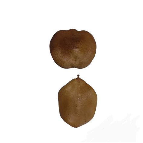 50 Casca Boca de Sapo Natural Jacarandá Artesanato Decorações e