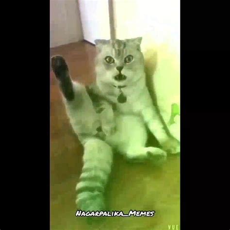 Meme Compilation Try To Not Laugh Challenge Memes