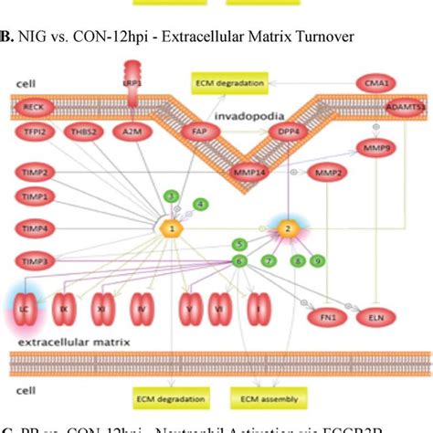 pathway analysis of transcriptome data pathway analysis was done
