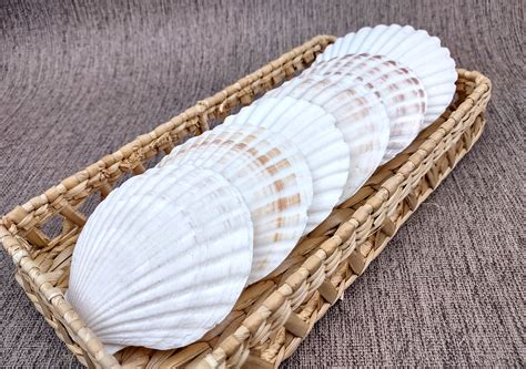 Irish Deep Baking Scallop Seashells Pecten Yessoensis 4 Shells Approx