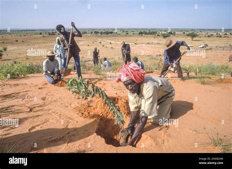 Niger Tahoua Reforestation On Sanddunes To Stop Desertification