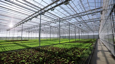 Aerial View Of Greenhouse System Agriculture Stock Footage Sbv
