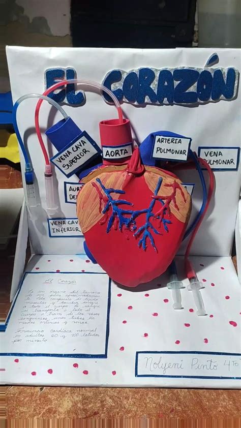 Maqueta De Corazon Palpitando En 2024 Corazon Maqueta Sistema