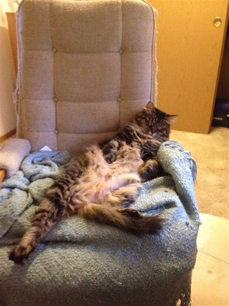 Napping After A Rough Night Raww