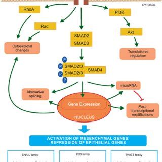 Schematic representation of EMT activation via TGF β The initiation Download Scientific