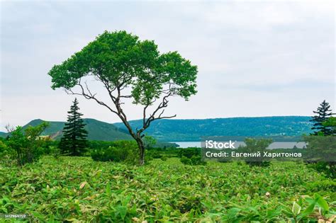 Kunashir 섬의 자연 경관 뜨거운 호수가있는 골로 브닌 화산 칼데라의 전망 나무에 대한 스톡 사진 및 기타 이미지 나무