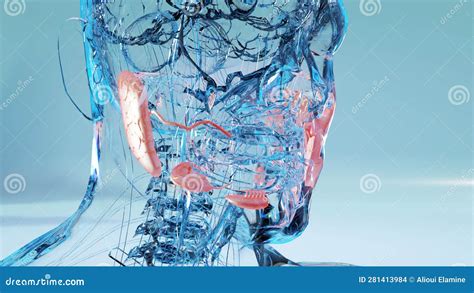 Human Salivary Glands Anatomy Human Digestive Mouth Sublingual