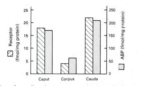 Figure 10 From Function Of The Epididymis In Bulls And Rams Semantic