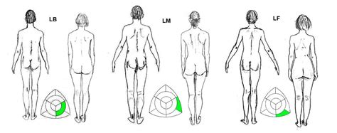 WHATS YOUR BODY TYPE Somatotype Personality Type