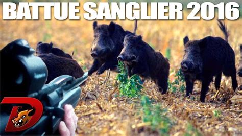 Grandes Battues Aux Sangliers Partie 1 YouTube