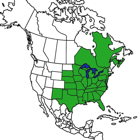 Wild Blue Phlox Phlox Divaricata