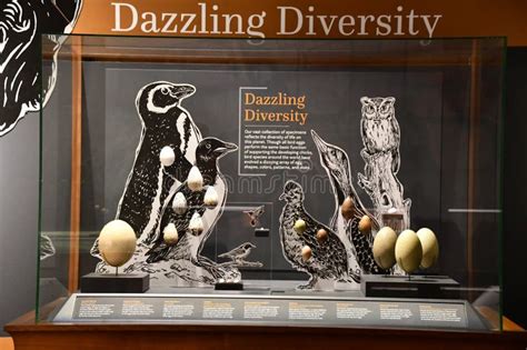 Smithsonian National Museum Of Natural History In Washington Dc