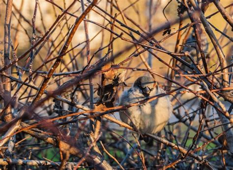 4 Imágenes Fotos De Stock Objetos En 3d Y Vectores Sobre Angree Bird Shutterstock