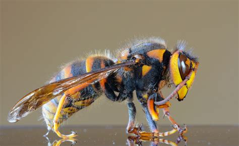 Asian Giant Hornets Or Killer Hornets And How To Identify Them