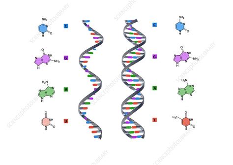 Dna Structure Unlabeled
