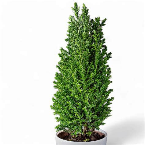 Chiparos L Ellwood 20 30cm