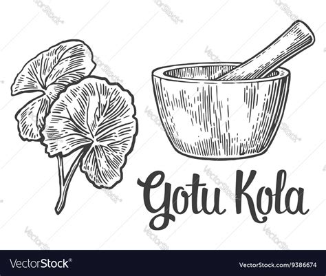 Gotu Kola Medicinal Plant Vintage Royalty Free Vector