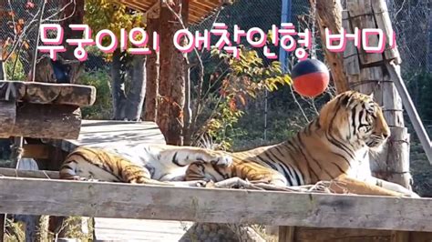 백두대간 호랑이숲 태범이 옆에서 낮잠 자는 꿍이😴20221018 Youtube