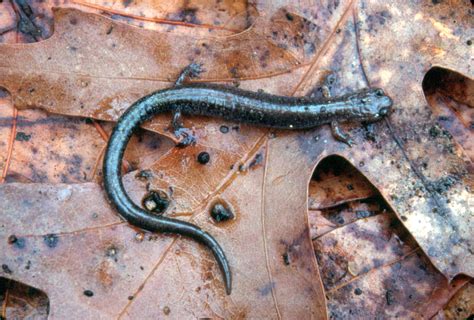 Lead Backed Salamander