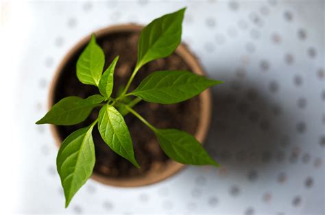 Plant success