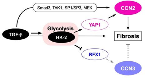 Figure From Molecular And Genetic Interactions Between CCN And CCN Behind Their YinYang